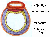 Respiratory Organs