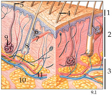 Lab 9: Integumentary System