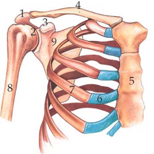Muscles Of The Pectoral Girdle And Upper Limbs Anatomy