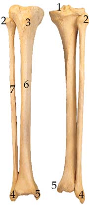 Lab 10: Structure of Bone