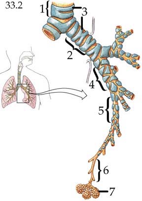 Lab 33: Organs of the Respiratory System