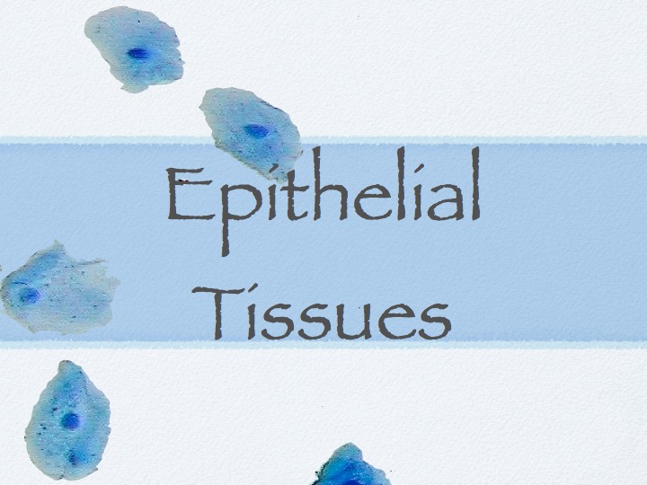 epithelial_tissue.001.jpg