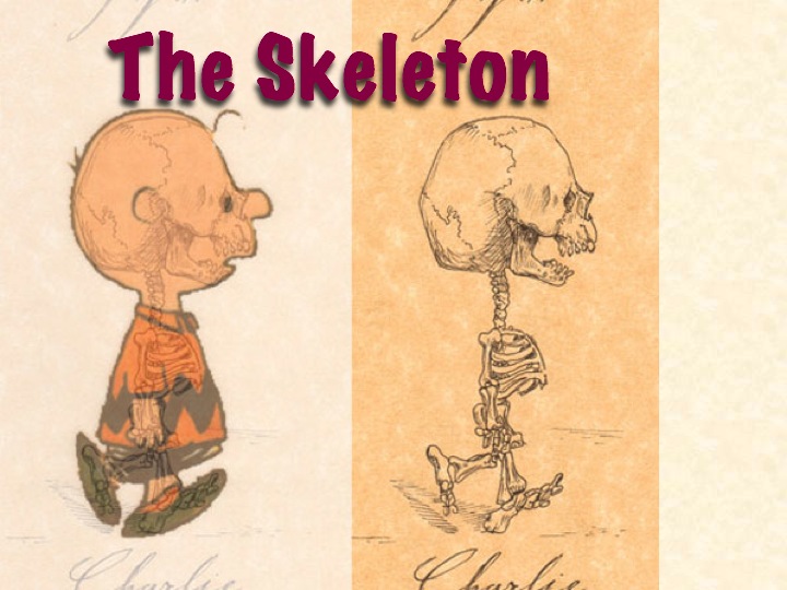 skeleton.001.jpg